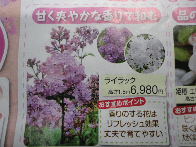 ちょっとしたスペースに花咲く木を植えよう! ガーデン倶楽部ブログ